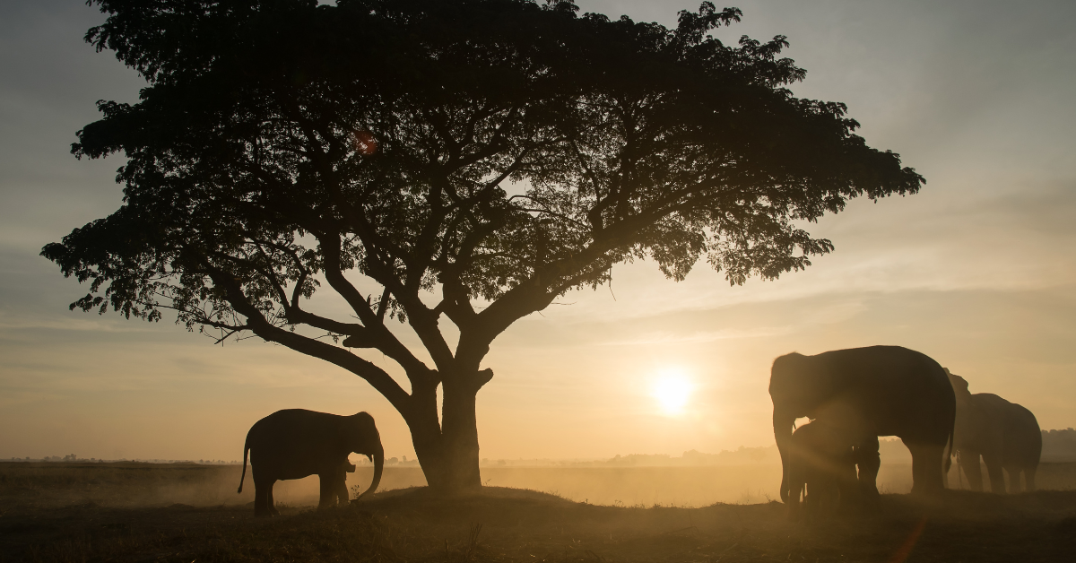 The Elephant and the Rider - DMR